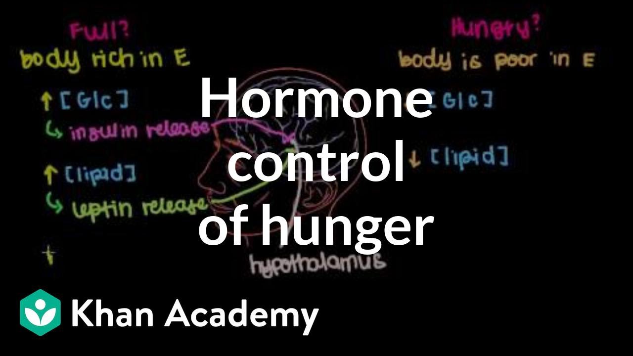 The Science of Hunger Hormones and Appetite Regulation Techniques ...